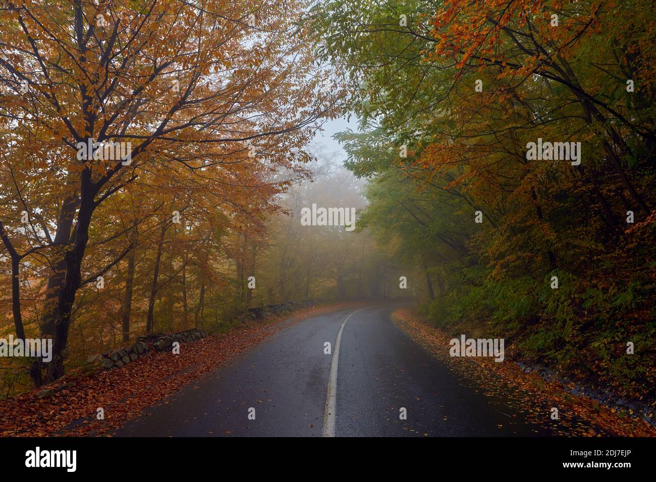 Landscape with a road through the forest in the misty autumn morning ...