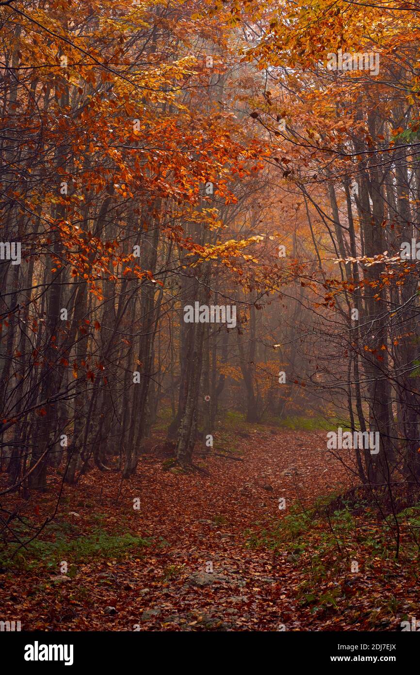 Colorful various forests on a mountain with vibrant tones Stock Photo ...