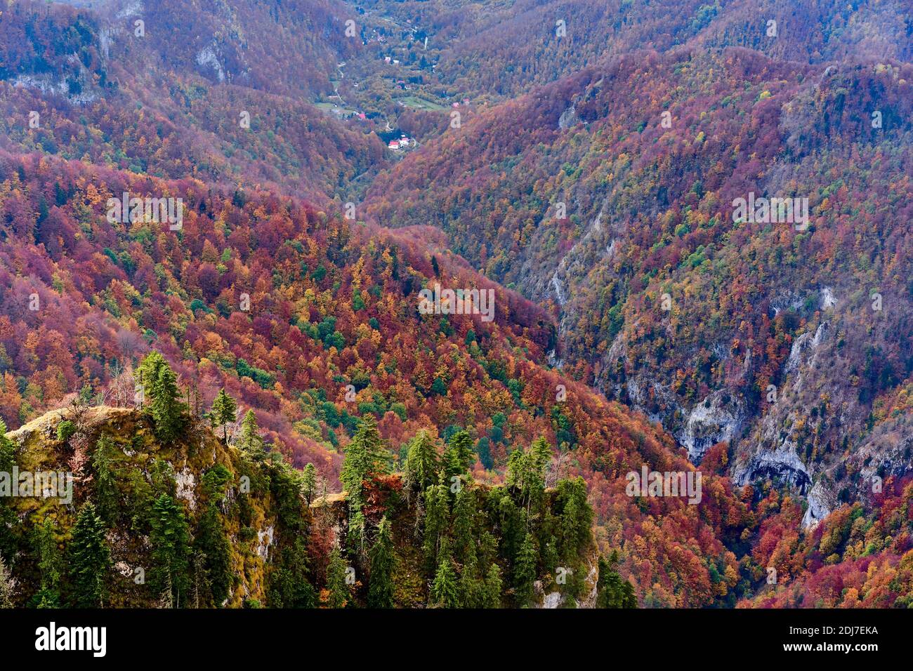 Colorful various forests on a mountain with vibrant tones Stock Photo ...