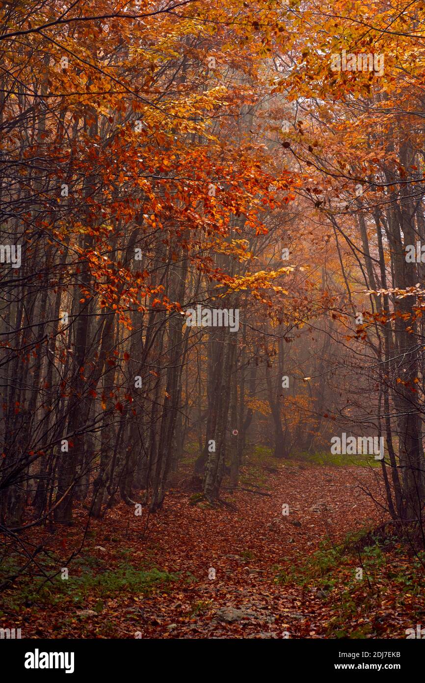 Colorful various forests on a mountain with vibrant tones Stock Photo ...