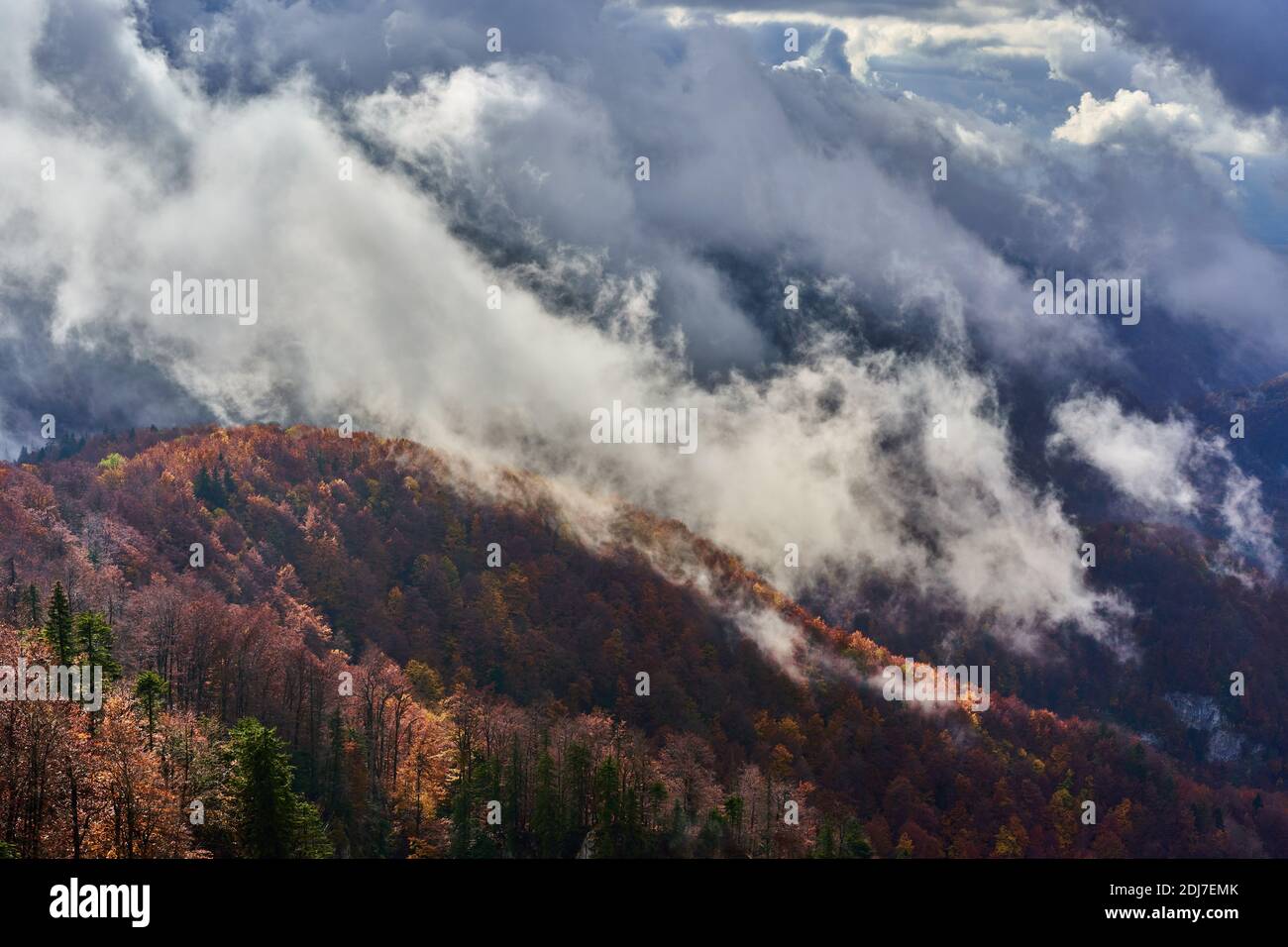 Colorful various forests on a mountain with vibrant tones Stock Photo ...