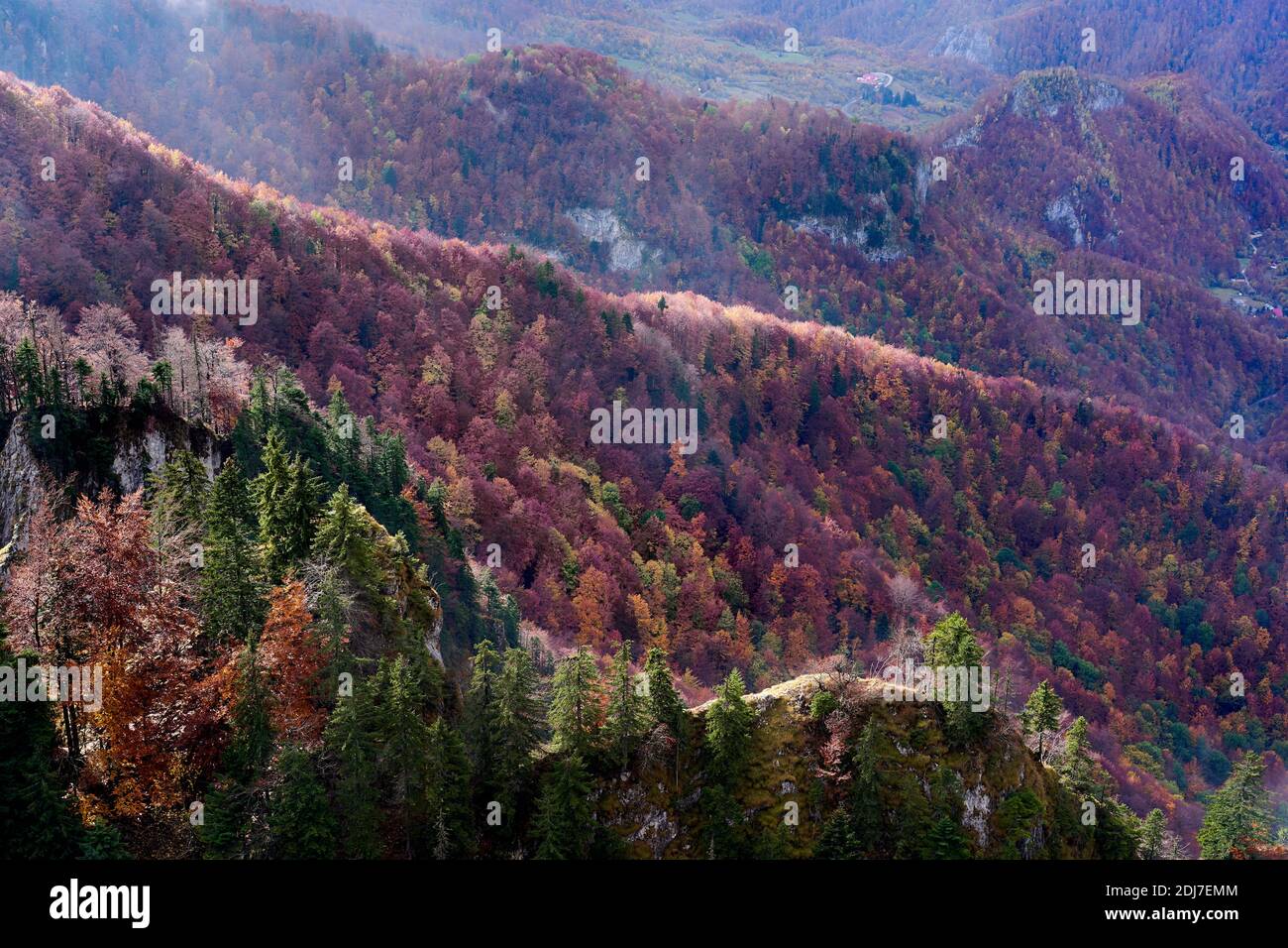 Colorful various forests on a mountain with vibrant tones Stock Photo ...