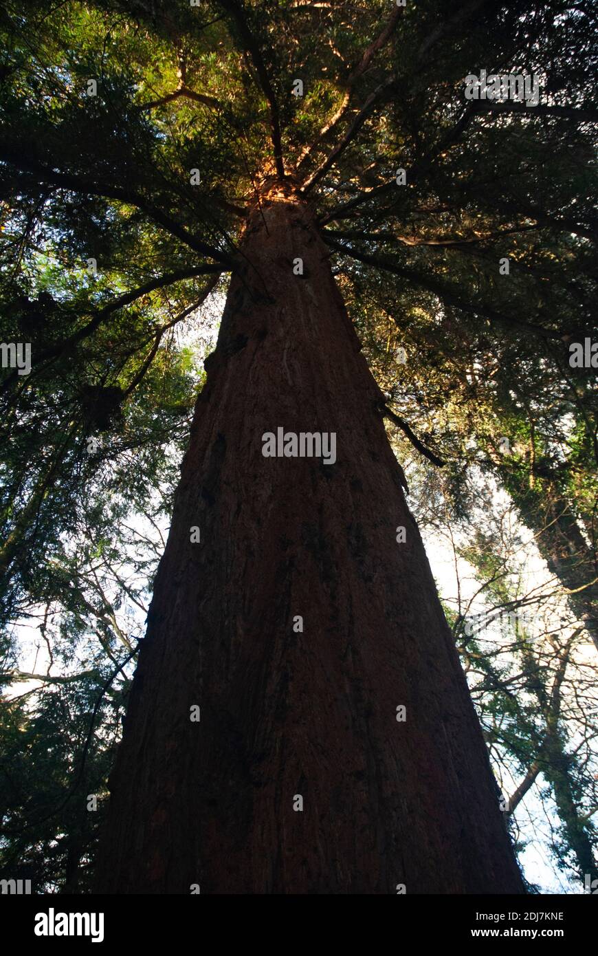 Giant redwood tree (Sequoiadendron giganteum) in the Great Dell in the ...