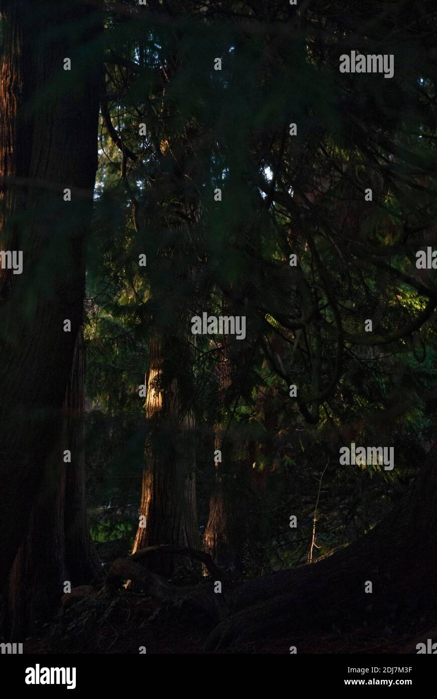 Sunlight woodland dell hi-res stock photography and images - Alamy