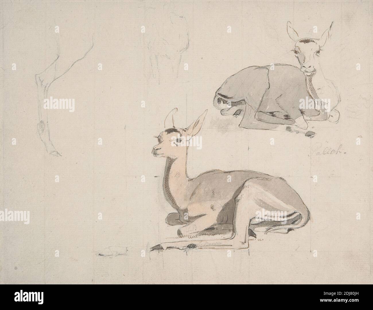 Pallah deer resting hi-res stock photography and images - Alamy