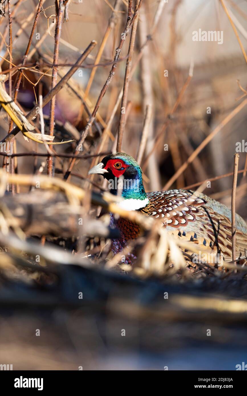 A rooster Pheasant on a nice winter day in South Dakota Stock Photo - Alamy