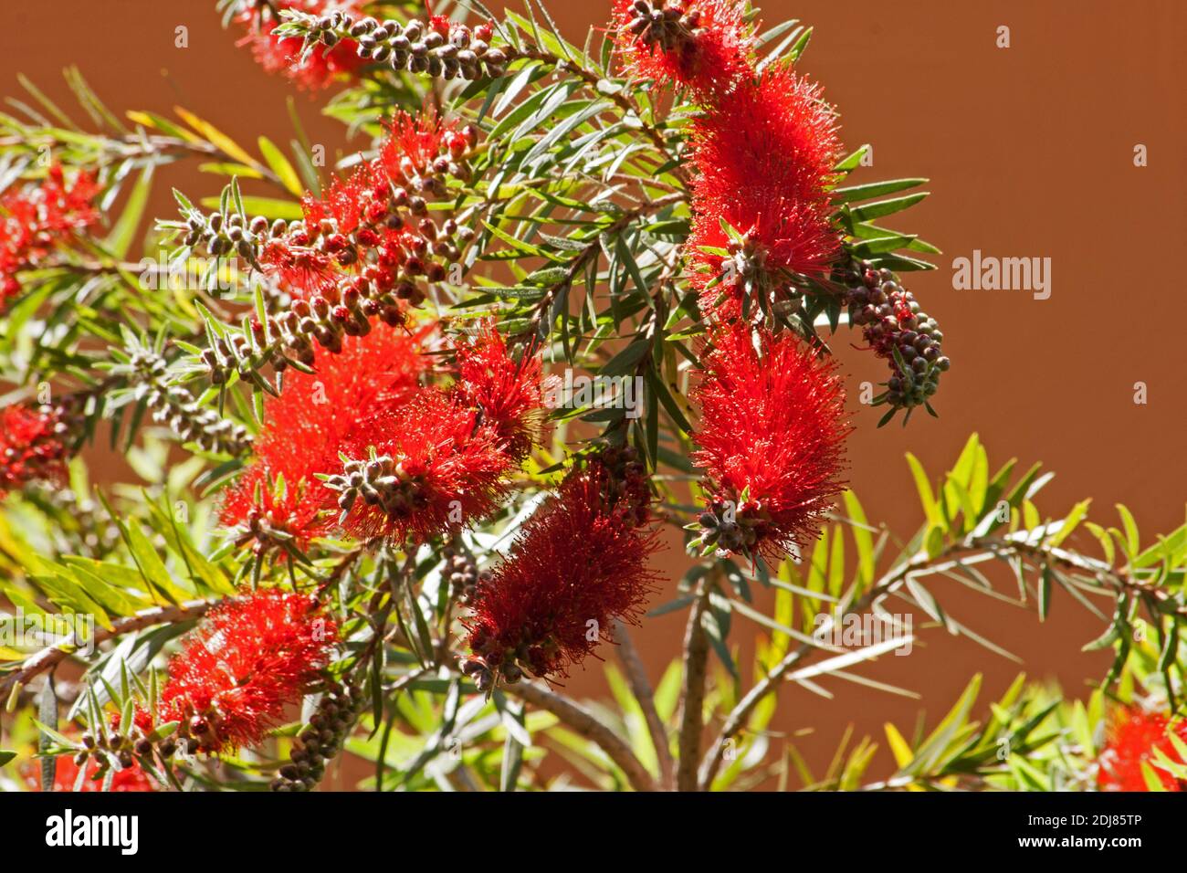 Lemon bottle brush (Callistemon citrinus) tree in bloom on neutral background Stock Photo - Alamy
