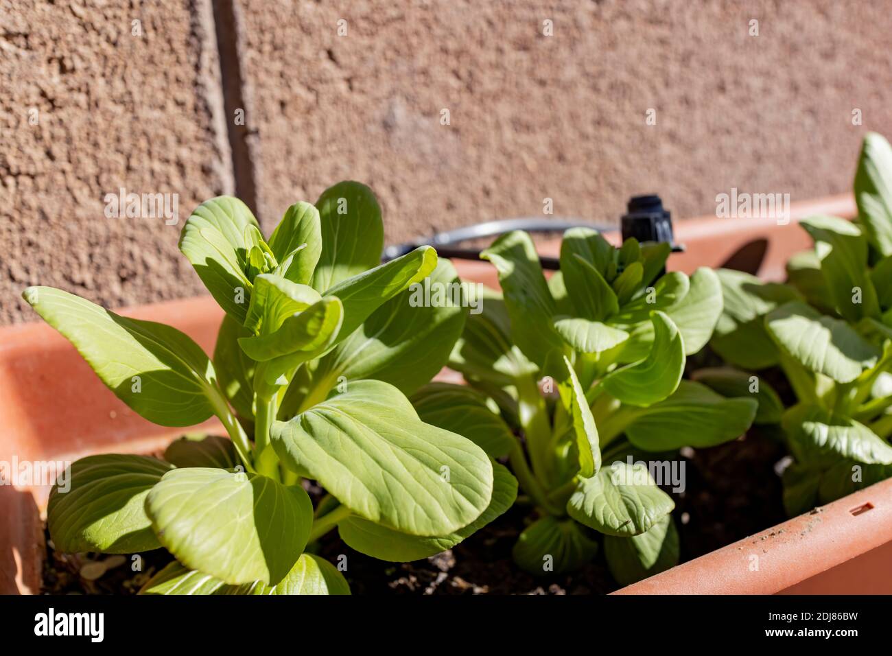 Pak choy growing in green house hi-res stock photography and images - Alamy