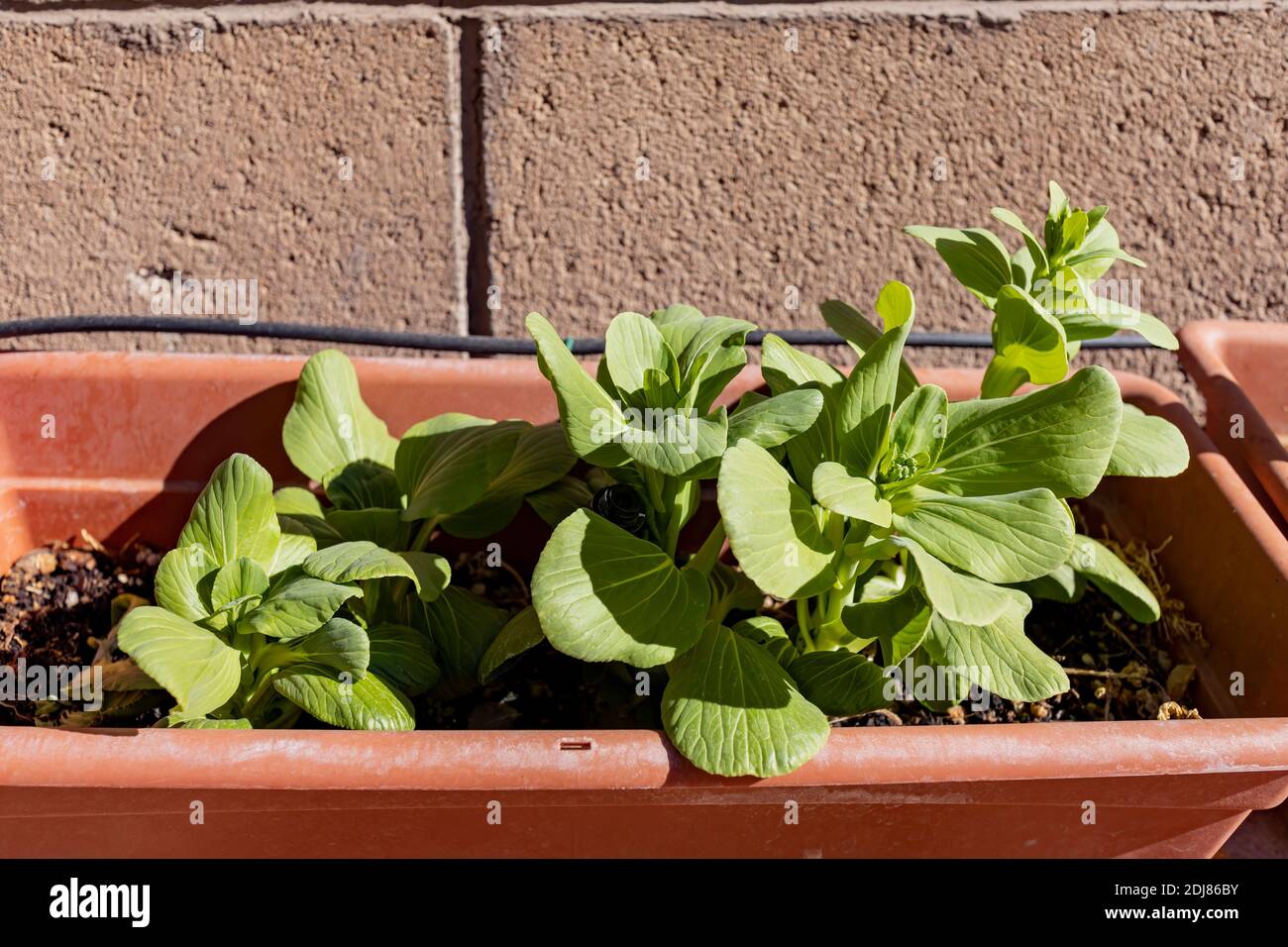 Close up shot of some bok choy growing in backyard of a house at Las ...