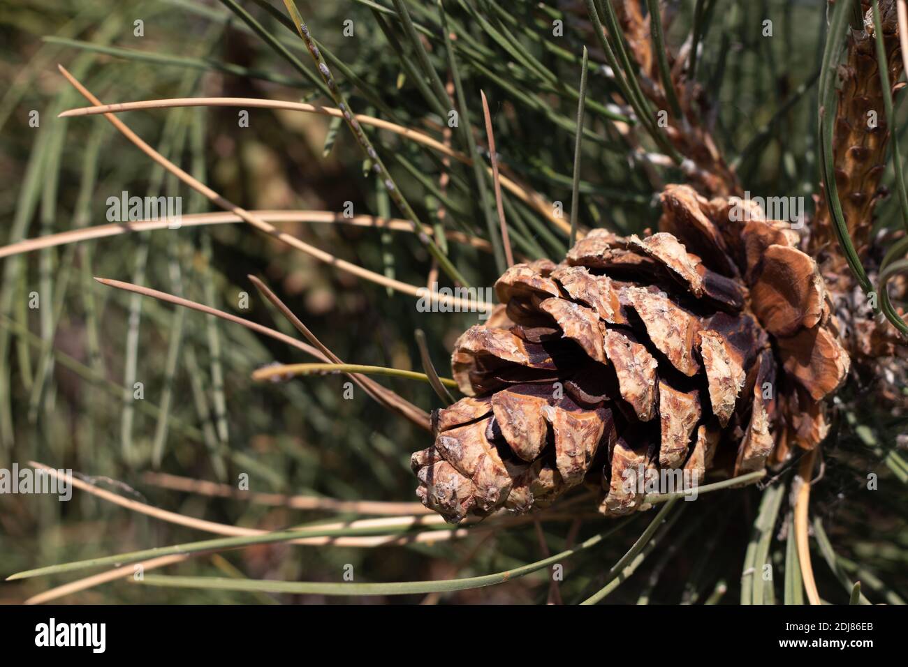 Cone of tree hi-res stock photography and images - Alamy