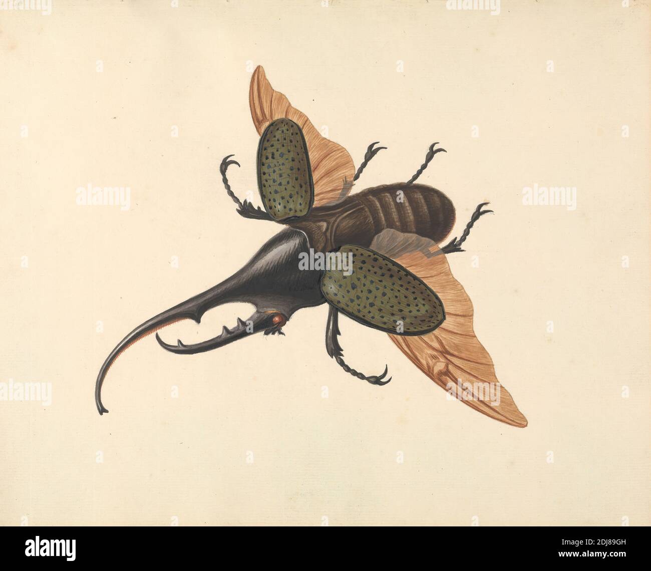 Hercules Beetle Wings