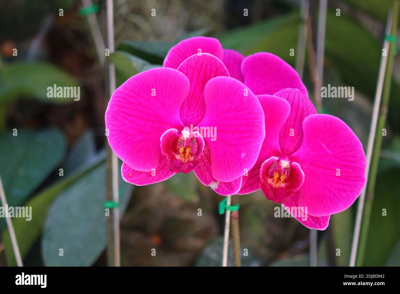 Beautiful orchid field hi-res stock photography and images - Alamy