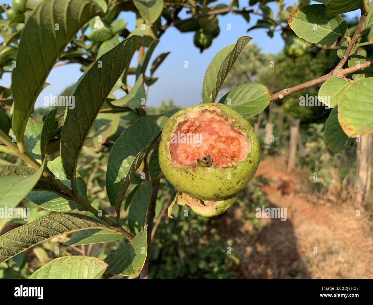 A closeup of rotten guava on a tree in a garden under the sunlight ...