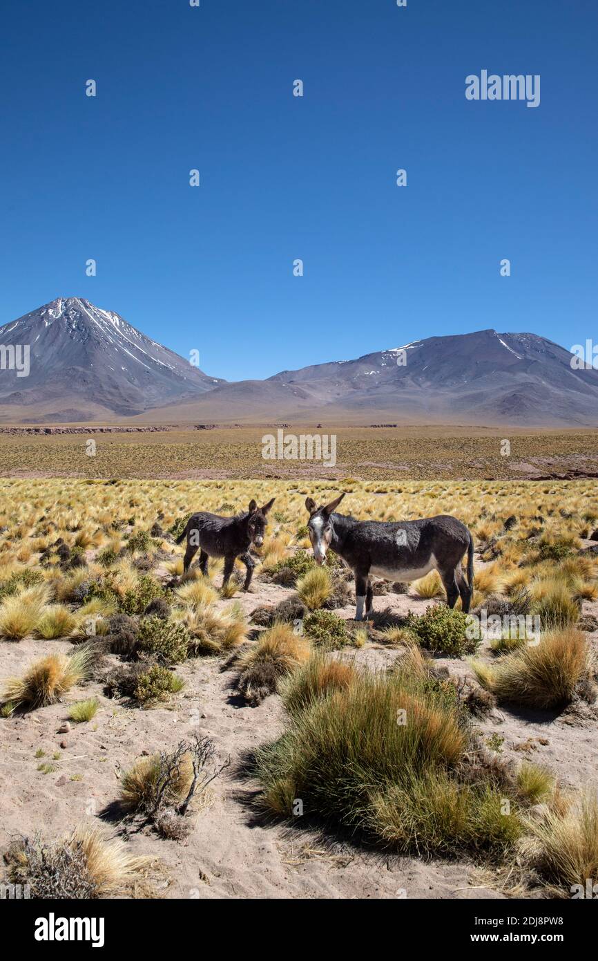 Wild burros, Equus africanus asinus in front of Licancabur ...