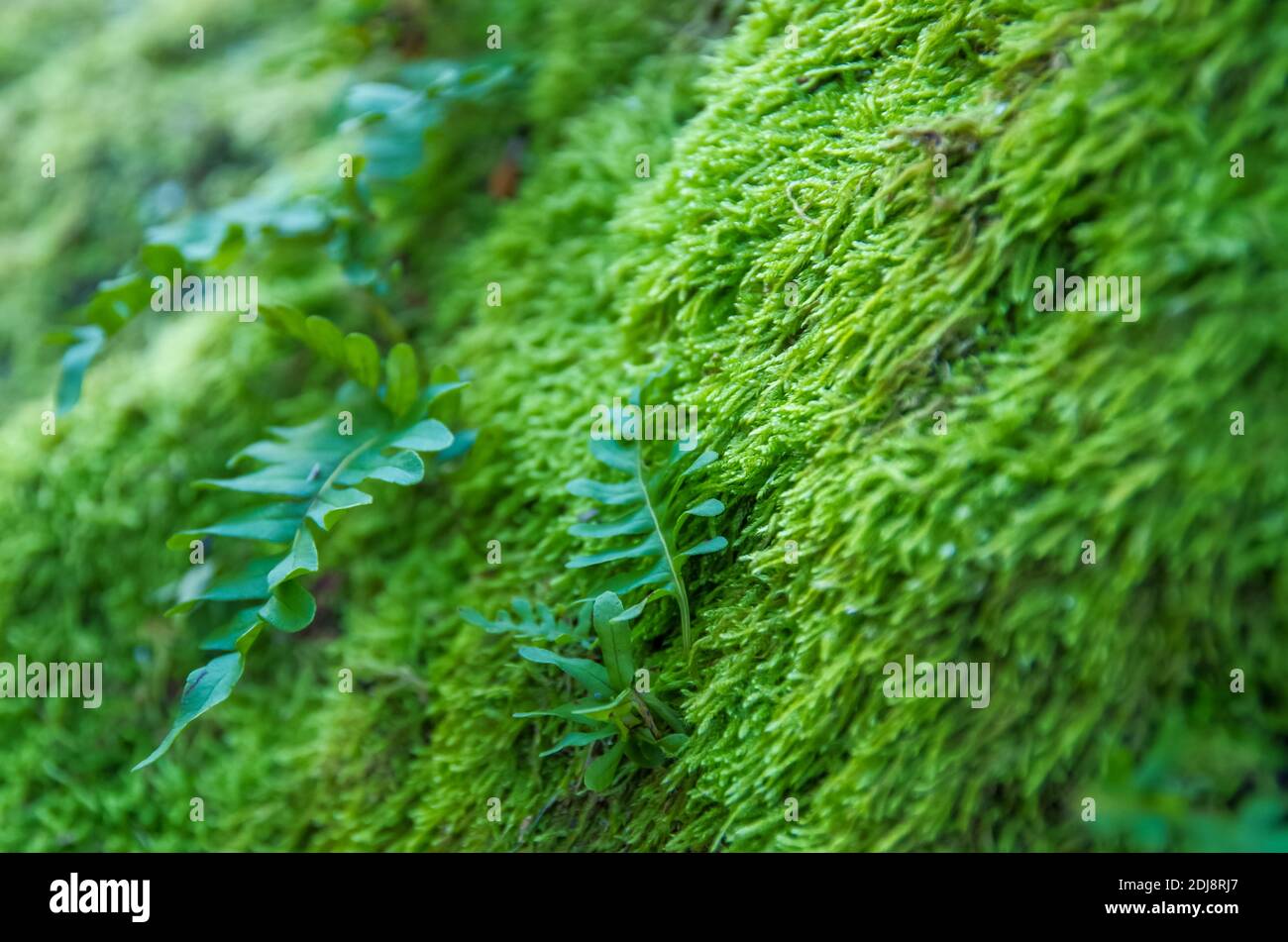 A Close up of Moss and Small Ferns in Ames Nowell State Park, Abington ...