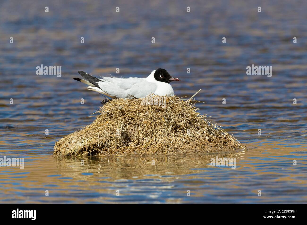 An adult Andean gull, Chroicocephalus serranus, on its nest in a lagoon ...