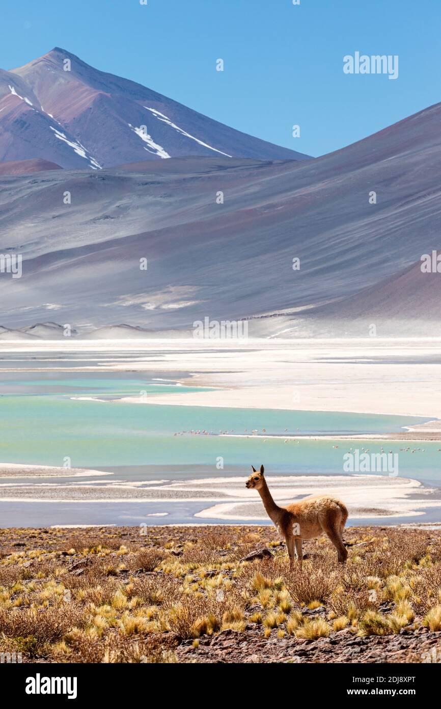 Adult vicuña, Vicugna vicugna, in the Andean Central Volcanic Zone ...