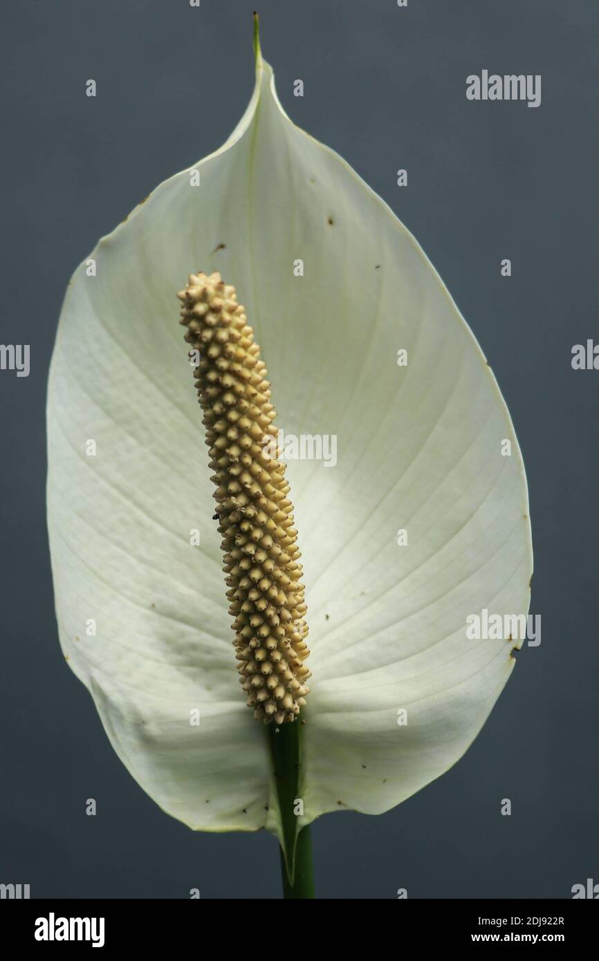 Calla Lily Flower Close-up Background of a Single Flower Shot in Studio ...
