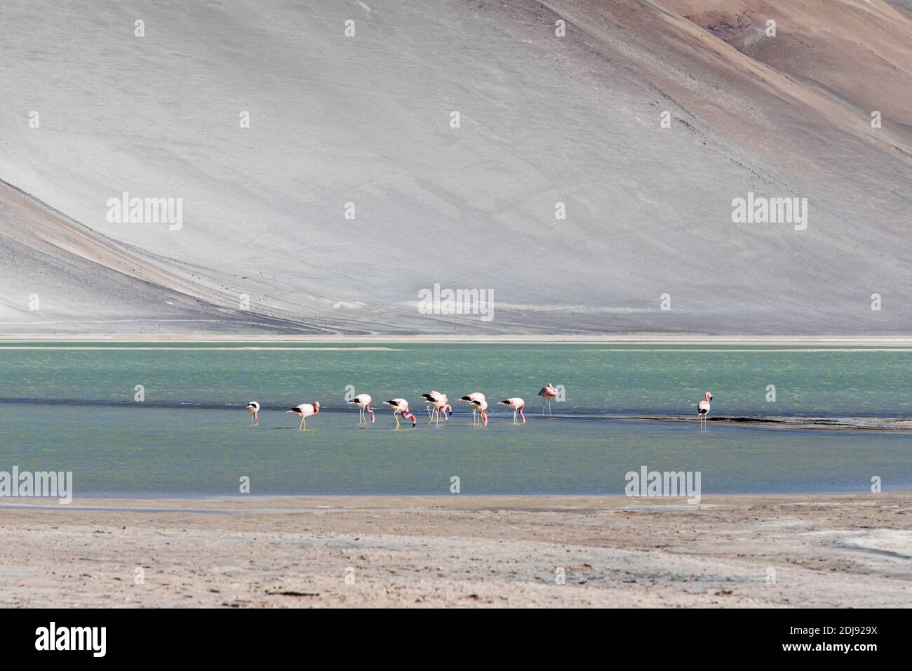 Andean flamingos, Phoenicoparrus andinus, Salar de Aguas Calientes, Los ...