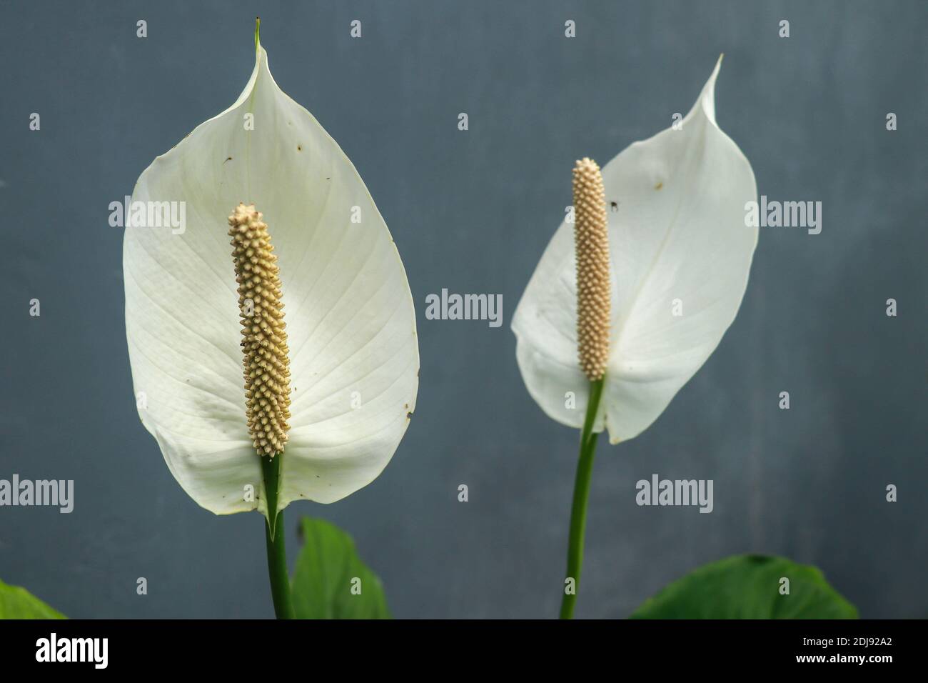 closeup of plant and flower of cala zanteschia or Argentine water lily ...