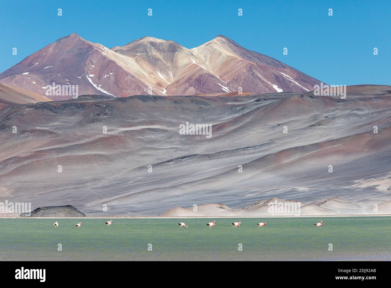 Andean flamingos, Phoenicoparrus andinus, Salar de Aguas Calientes, Los ...