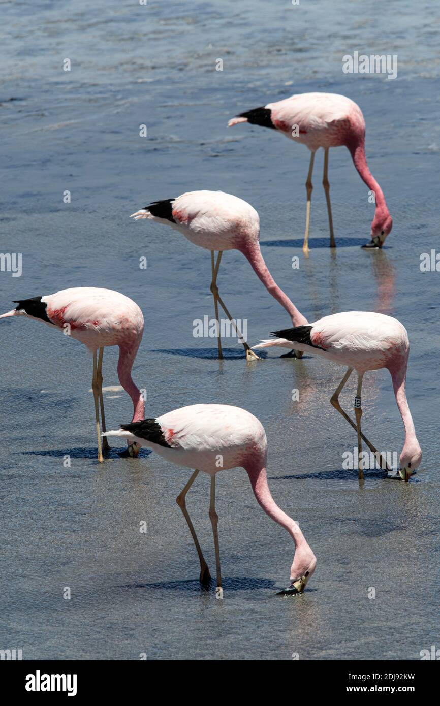 Grazing flamingos hi-res stock photography and images - Alamy