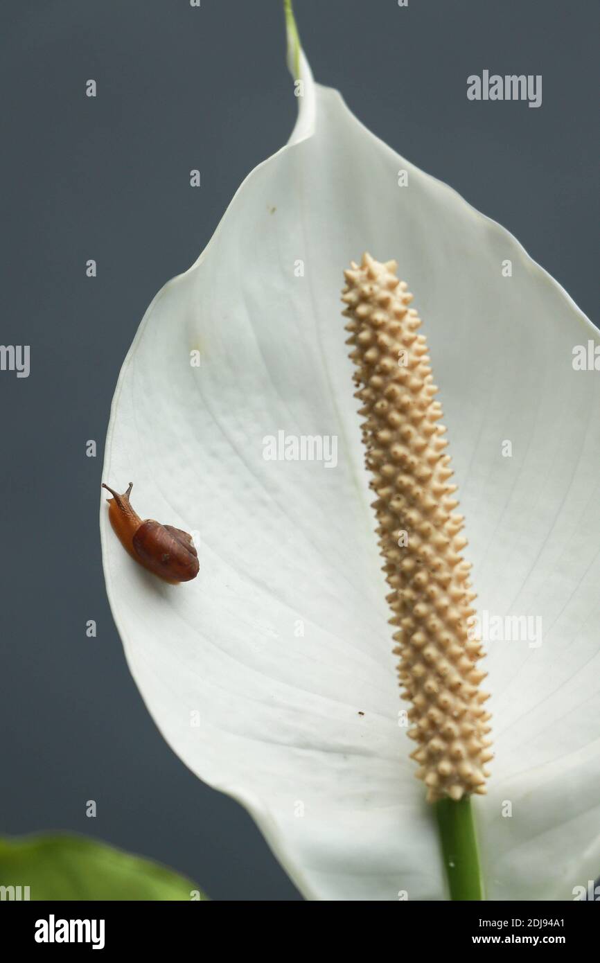 White calla lilies, over black background, in soft focus. A small snail ...