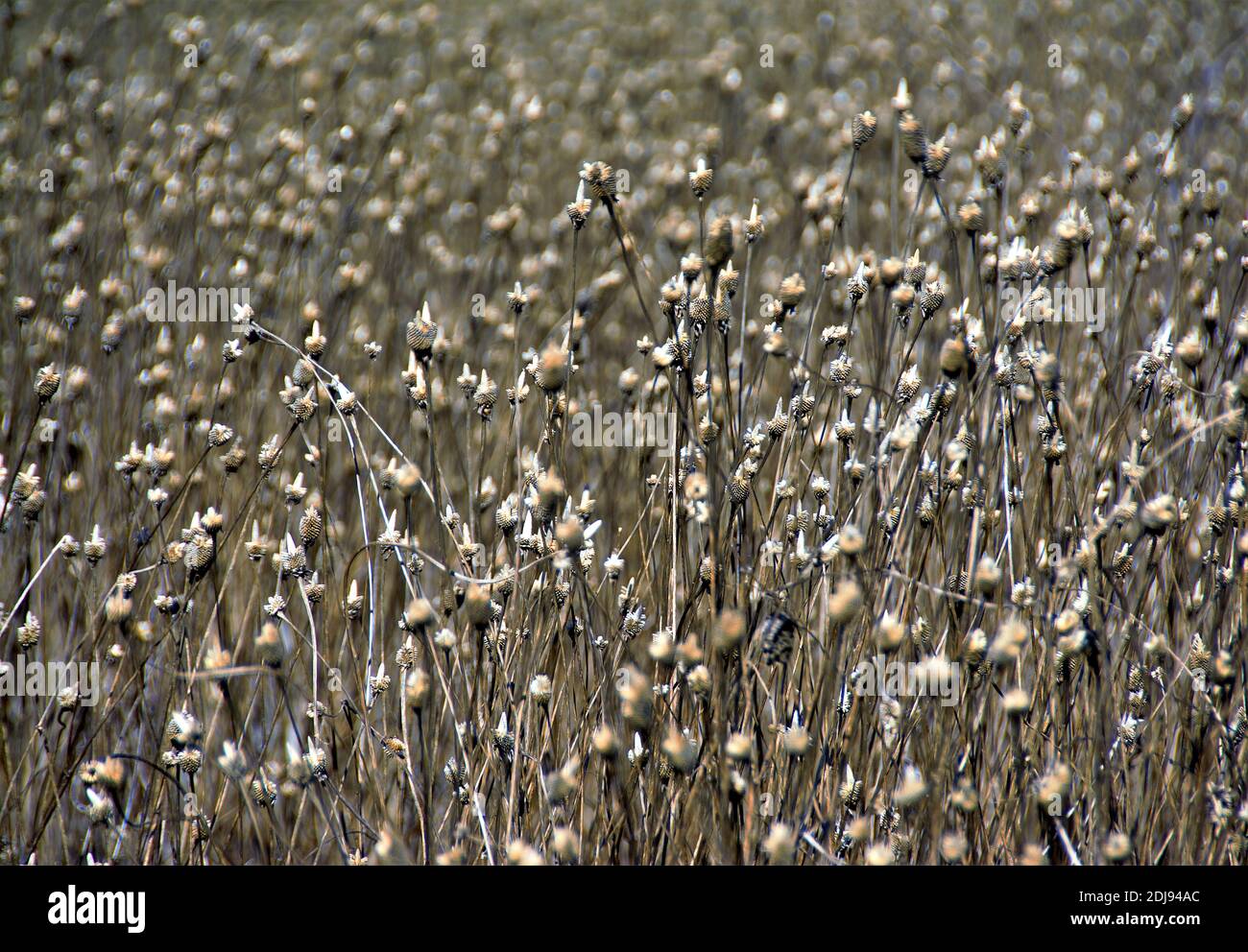 A field of wild teasels, seamless texture for wallpaper or background ...