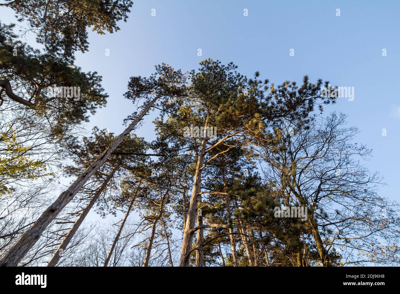 Forest of tall austrian pine trees seen from below with a blue sky in ...
