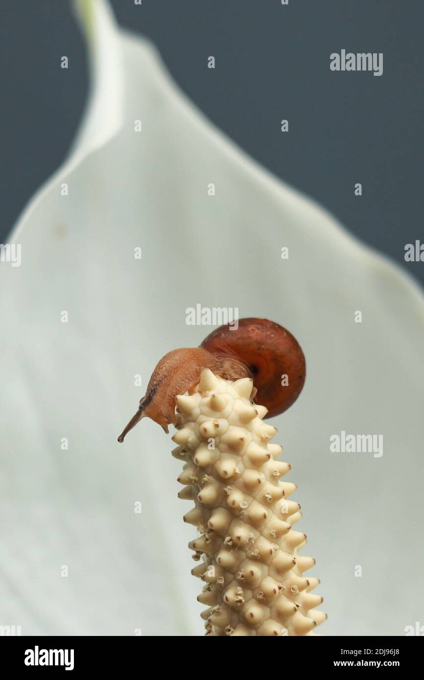 Close up of a white calla lily with a small red bug crawling on it. A ...