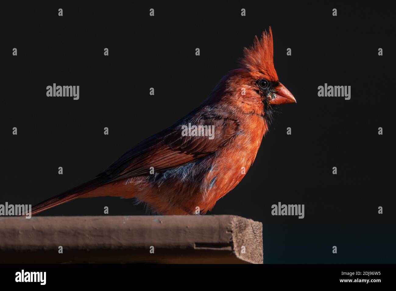 A male northern cardinal displays his full breeding colours in the late ...