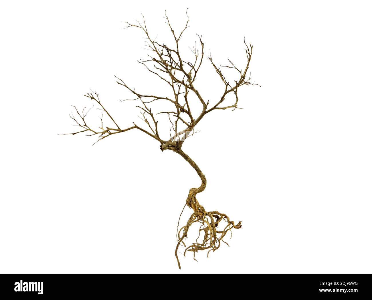 Dead tree isolated on white background.Saved with clipping path Stock ...