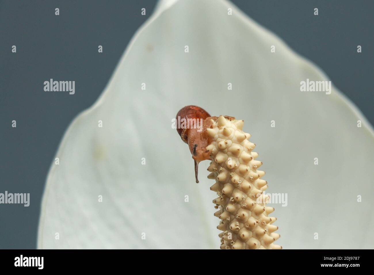 Close up of a white calla lily with a small red bug crawling on it. A ...
