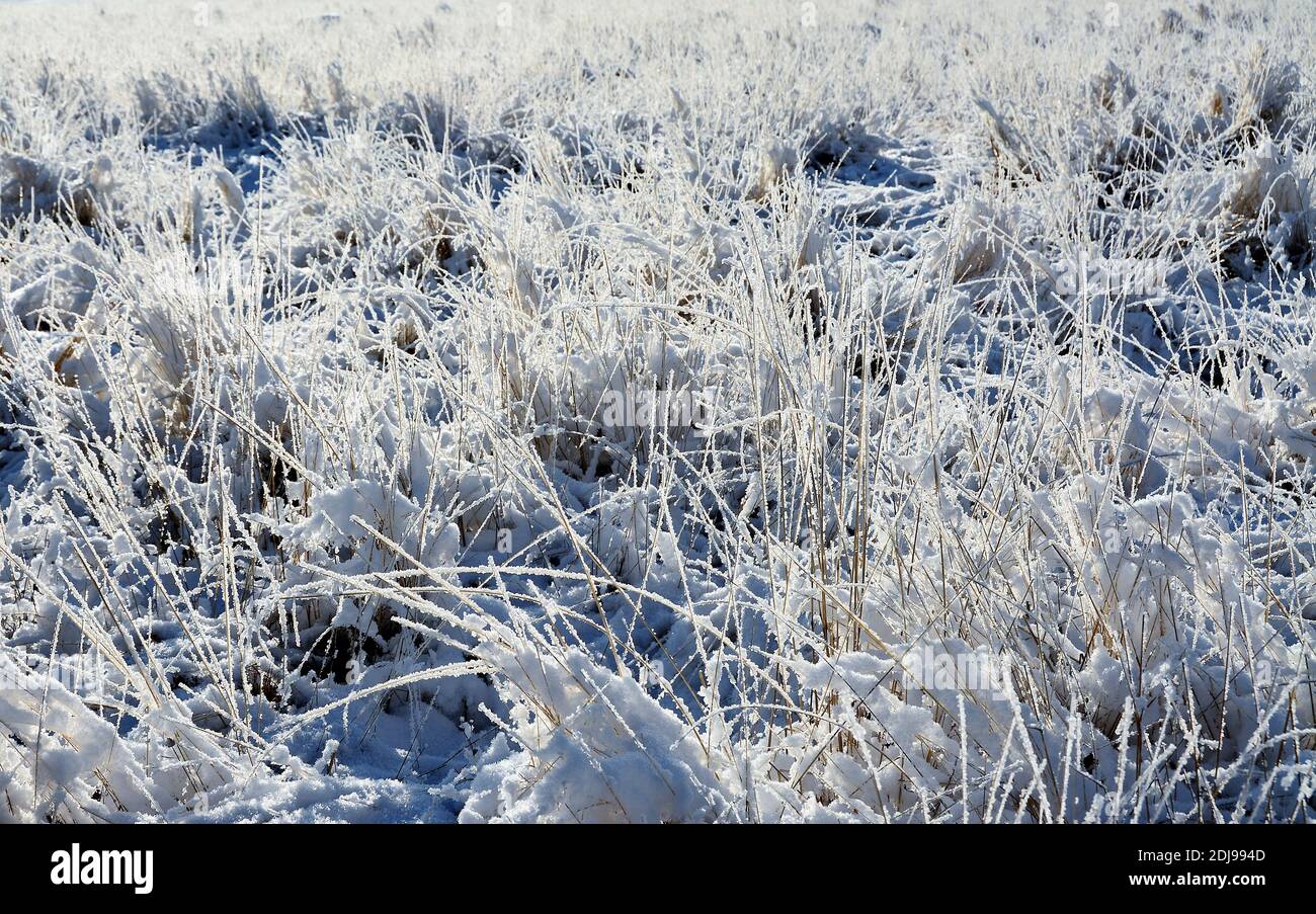 A closeup of a snow-covered field, seamless texture for wallpaper or ...