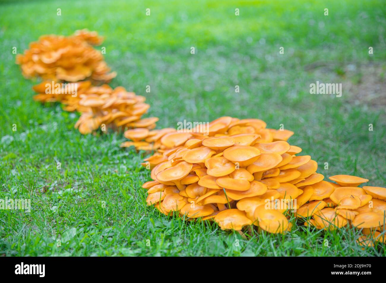 Omphalotus olearius.Bright orange poisonous mushroom, fungus ...