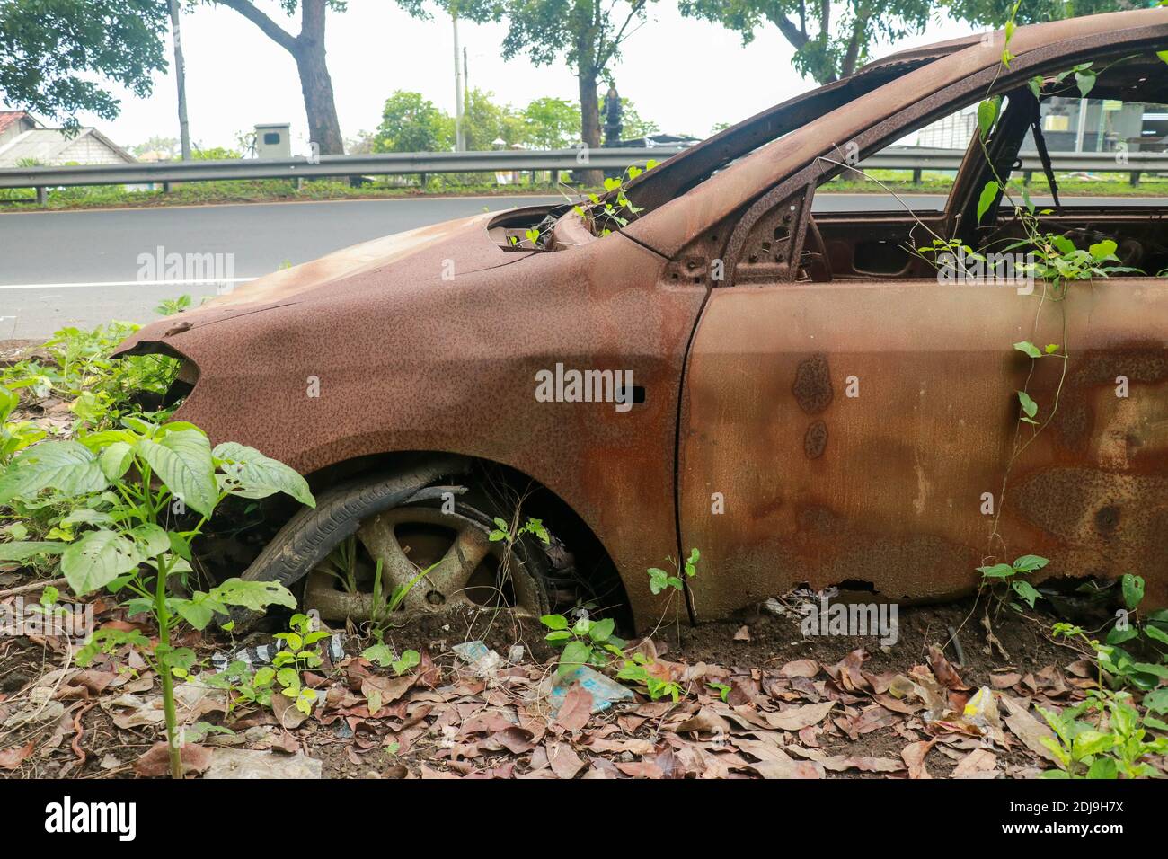 An Old Car Covered in Vines and Pinestraw Stock Photo - Alamy