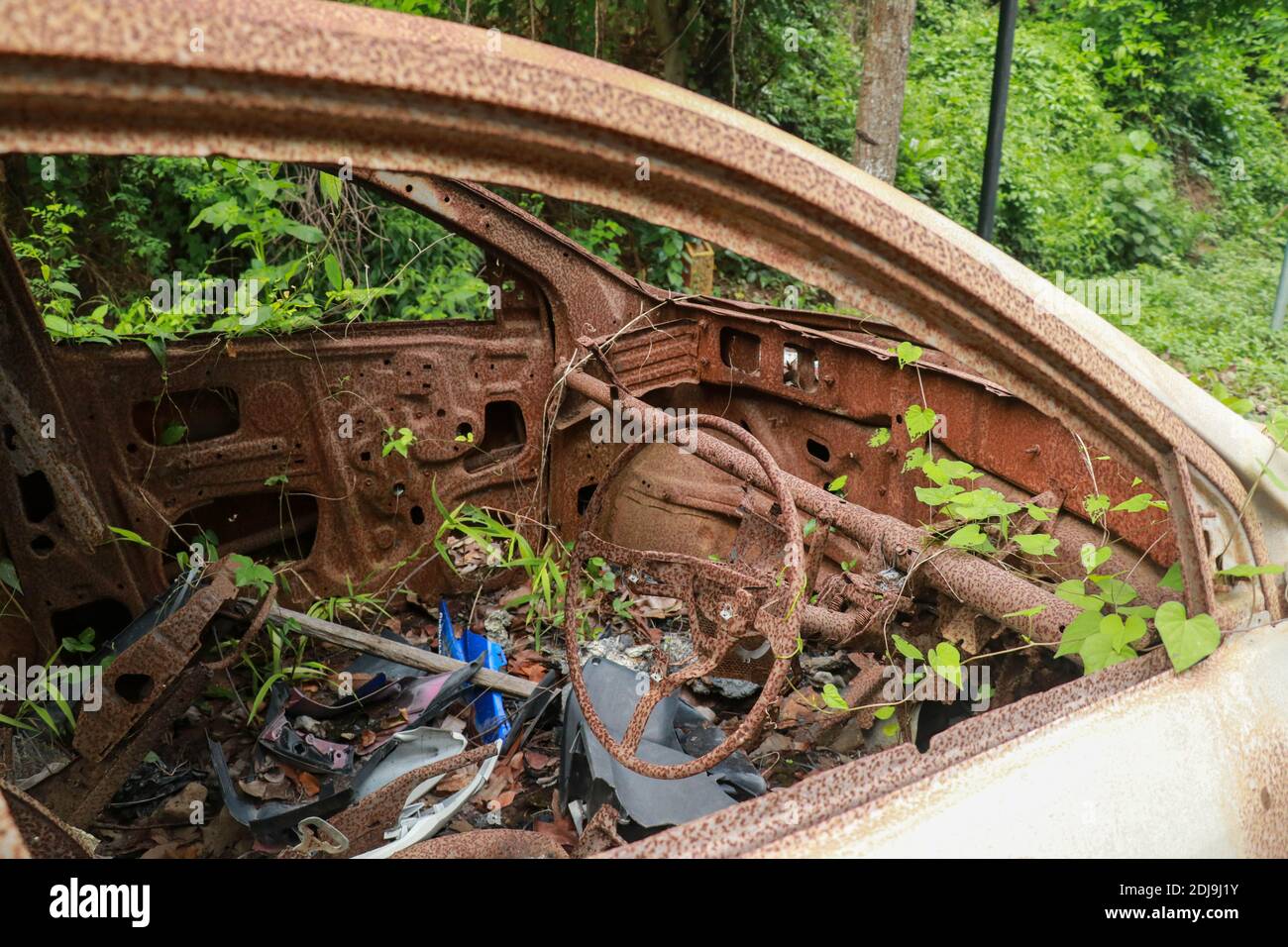 An Old Car Covered in Vines and Pinestraw Stock Photo - Alamy
