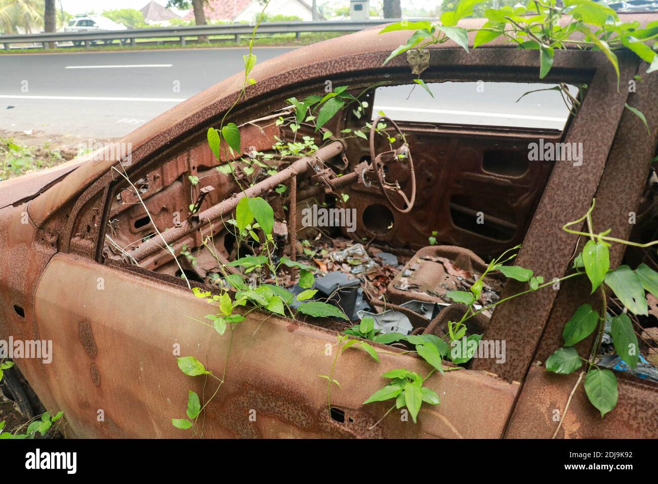 An Old Car Covered in Vines and Pinestraw Stock Photo - Alamy