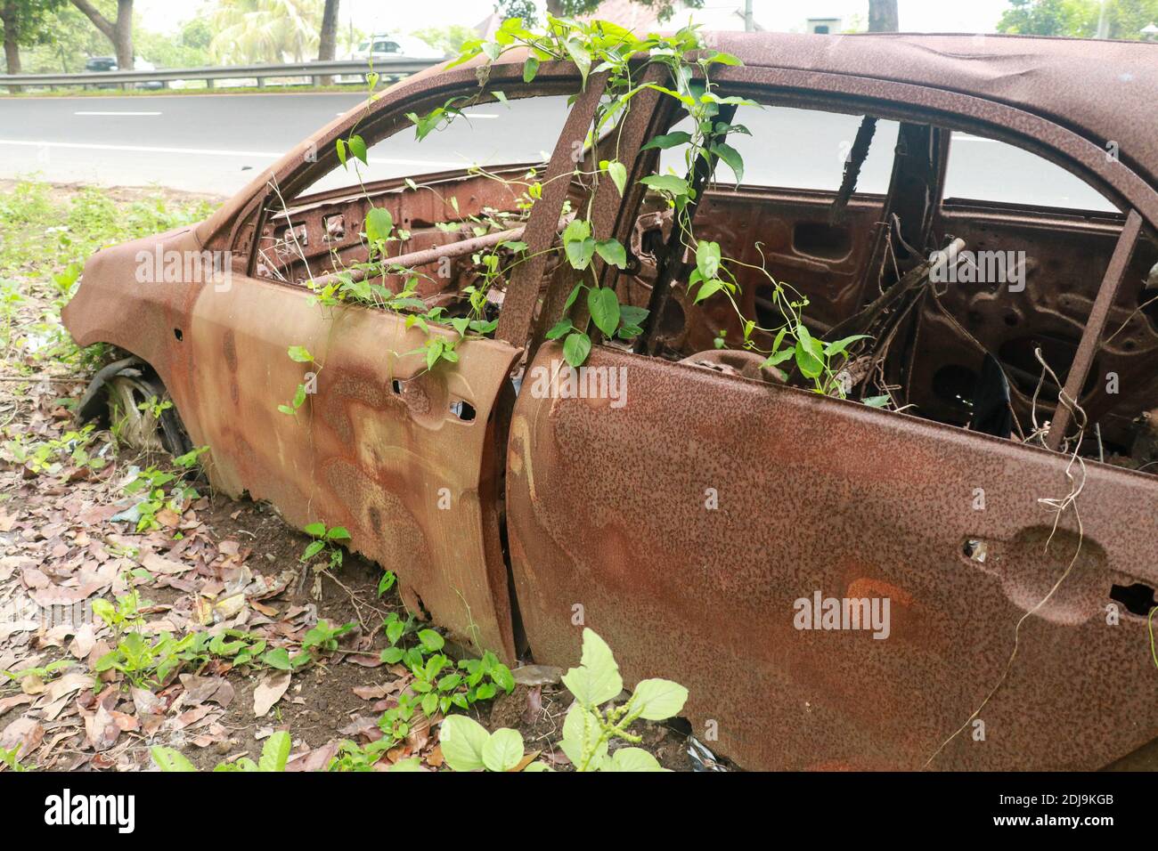 An Old Car Covered in Vines and Pinestraw Stock Photo - Alamy