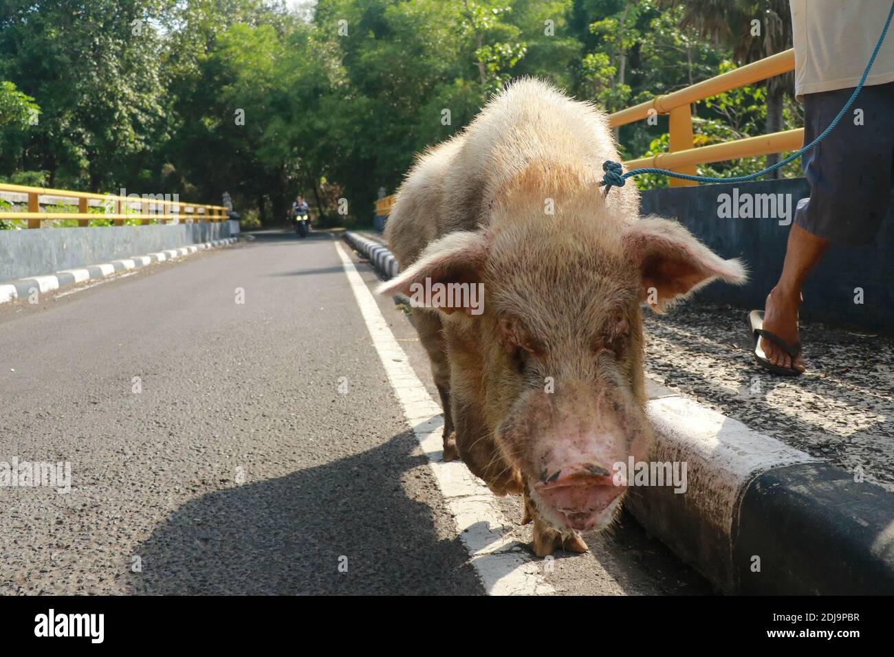 Group pigs animals farm walk hi-res stock photography and images - Alamy