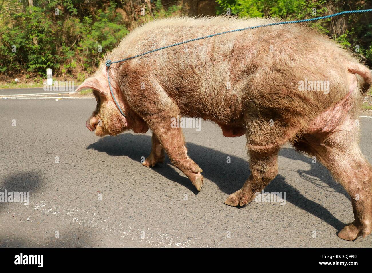 dirty, young pigs, walking on the street, on a summer day, in the ...