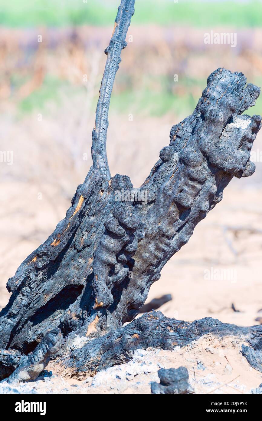 Charred stump of a burnt tree in a desert in winter Stock Photo - Alamy
