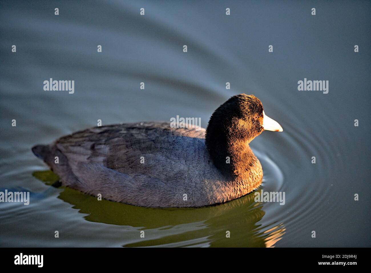 An American Coot Stock Photo - Alamy