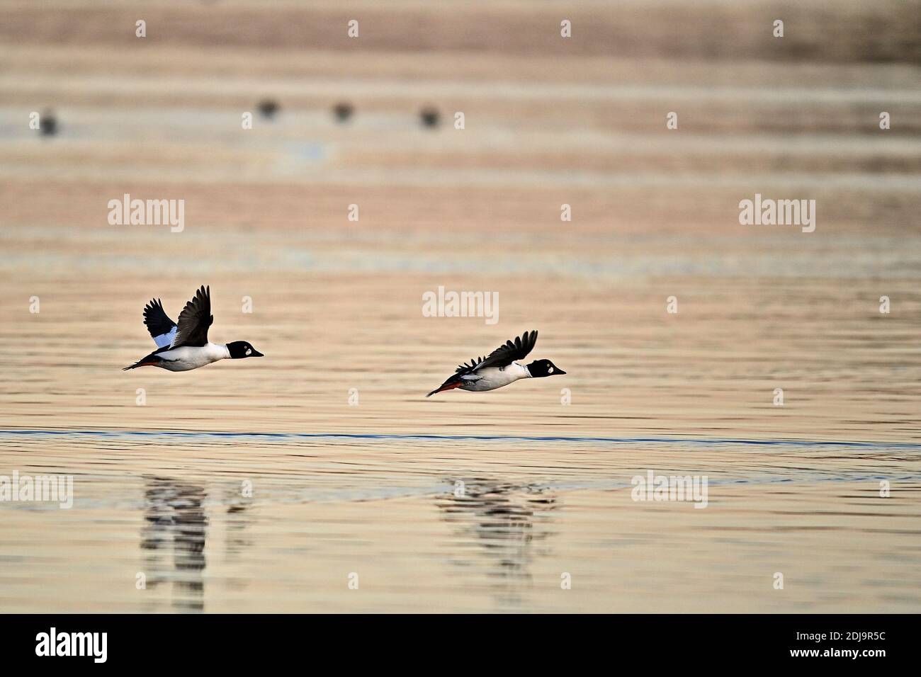 Common Goldeneye Flying Over Shoreline Lake - Mountain View Stock Photo ...