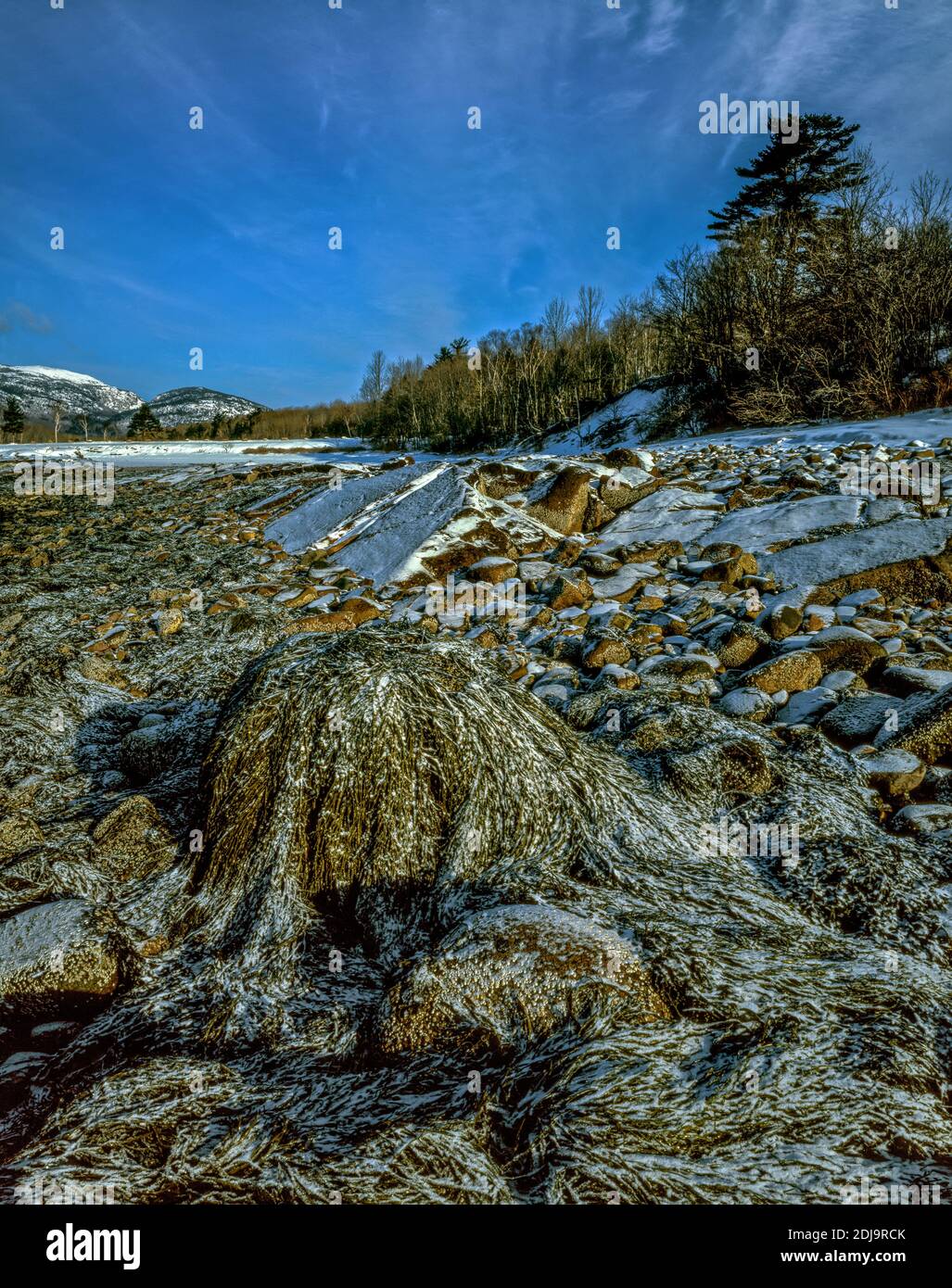 Frozen Seaweed, Otter Cove, Acadia National Park, Maine Stock Photo - Alamy