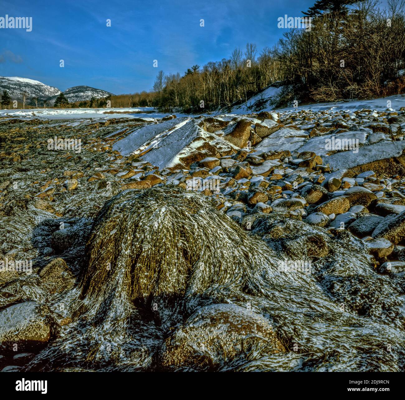 Frozen Seaweed, Otter Cove, Acadia National Park, Maine Stock Photo - Alamy