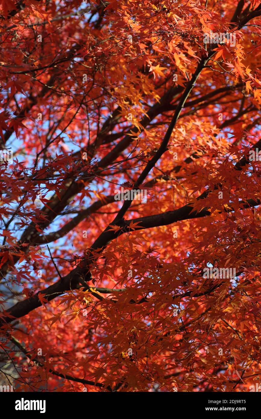 fall foliage in transition Stock Photo - Alamy