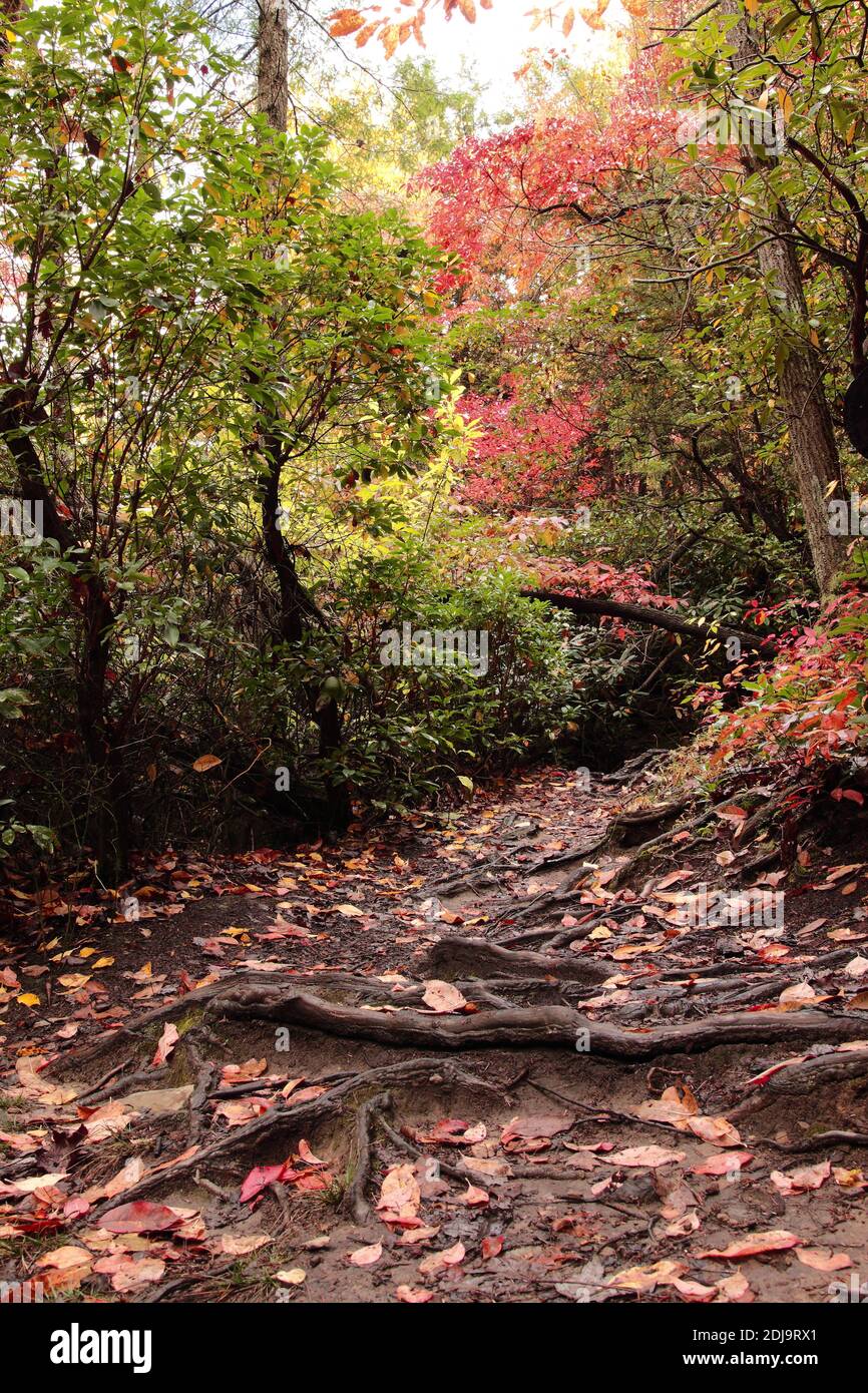 fall foliage in transition Stock Photo - Alamy
