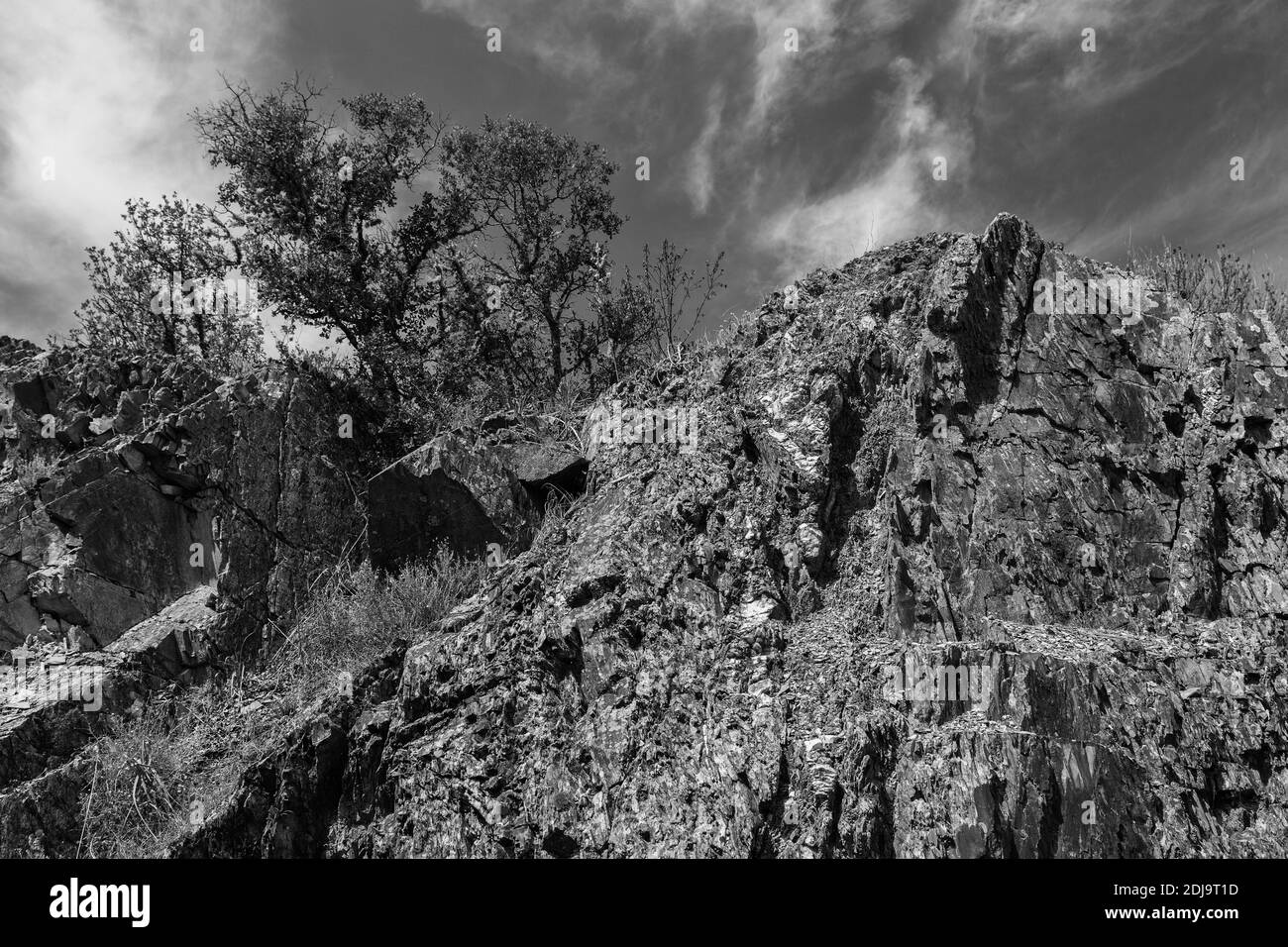 A low angle greyscale shot of the cliff with the tree growing next to ...