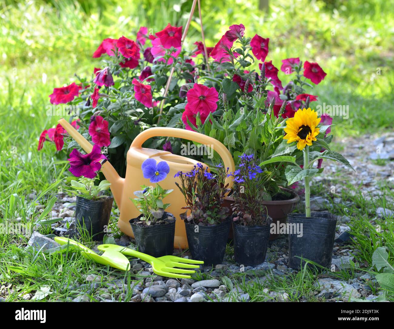 Vintage gardening concept, home hobby still life with green sprouts and ...